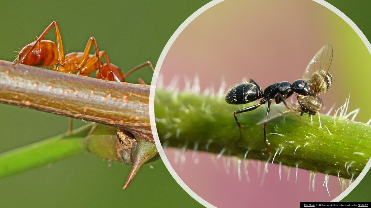 Lesson from the Ants (Proverbs 30:25) – Morning Dew . Life