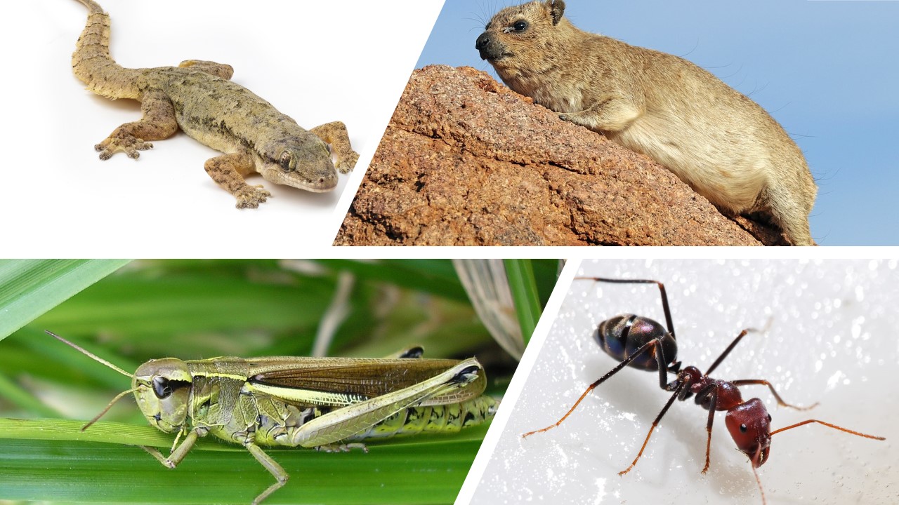 Lesson from Lizard (Proverbs 30:28) – Morning Dew . Life