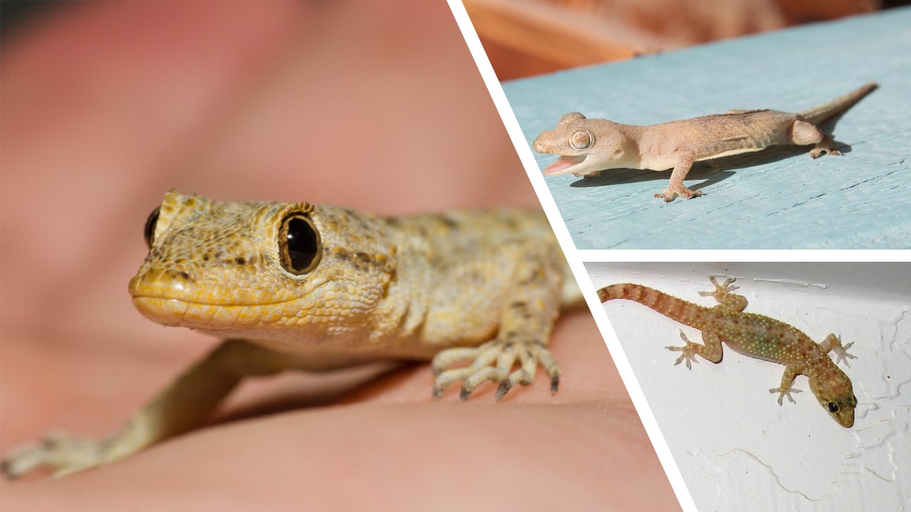 Lesson from Lizard (Proverbs 30:28) – Morning Dew . Life