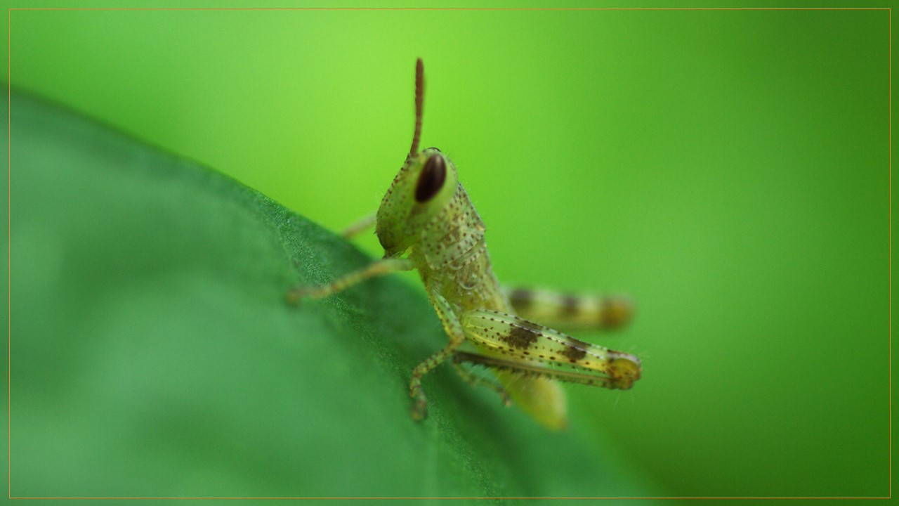 Lesson from the Locusts (Proverb 30:27) – Morning Dew . Life