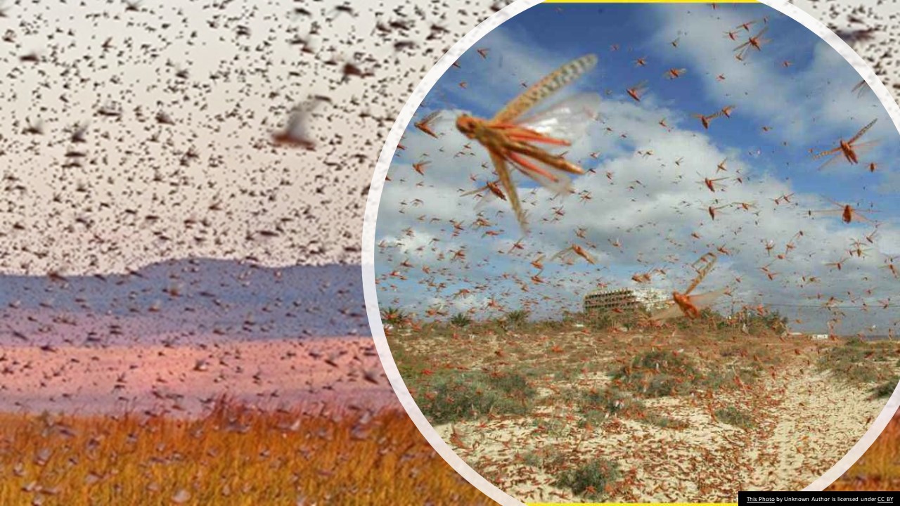 Lesson from the Locusts (Proverb 30:27) – Morning Dew . Life