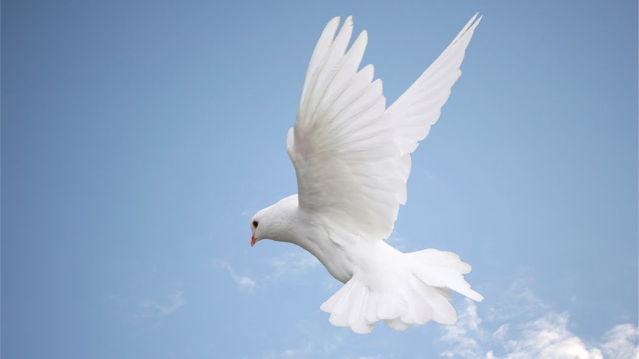 Holy Spirit and Conscience – Morning Dew . Life