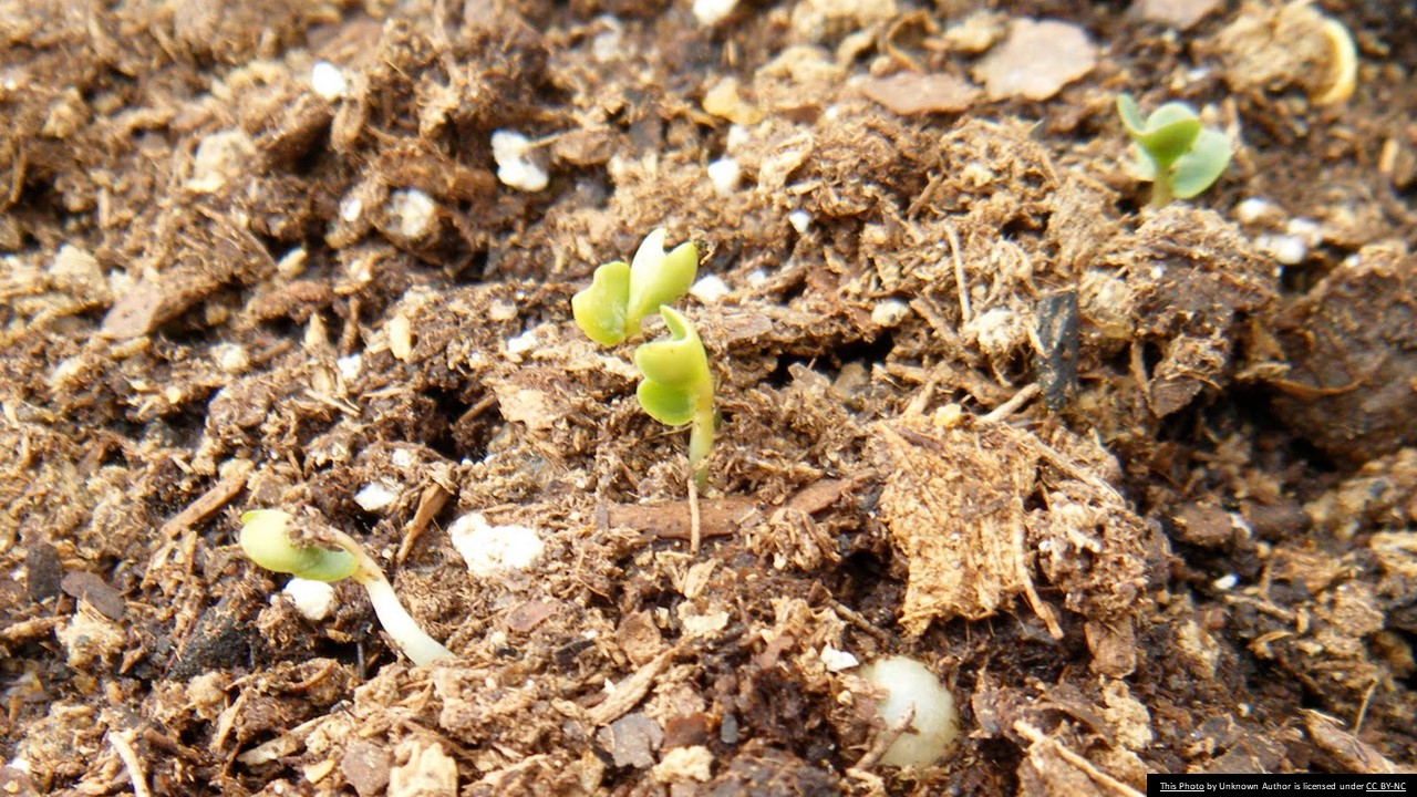 Principle of Sowing and Reaping – Morning Dew . Life